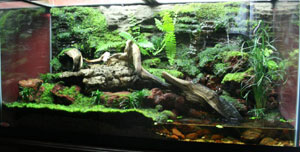 Reptile Addictions
